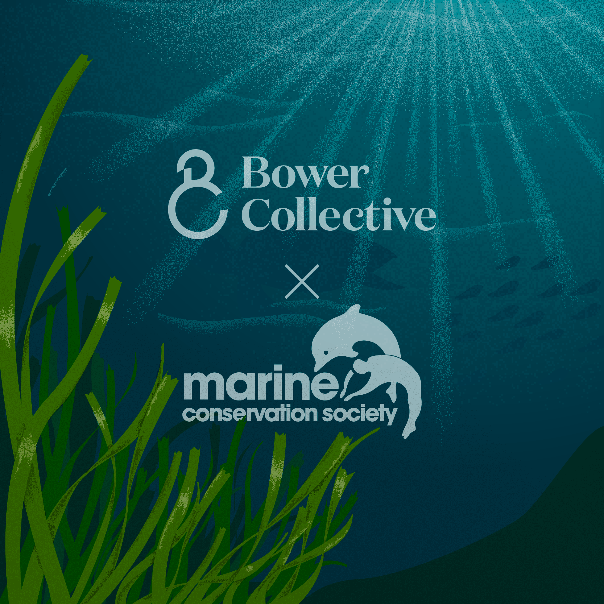 Our Partnership with the Marine Conservation Society | Bower Collective