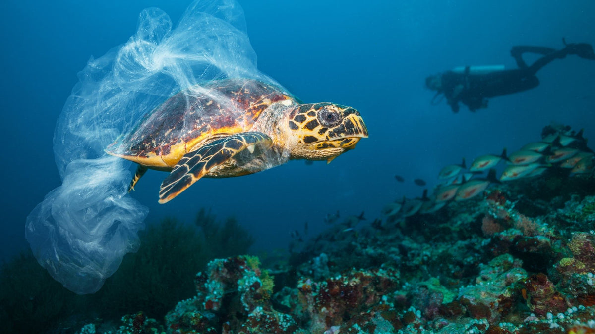 How toxic cleaning products harm aquatic life – Bower Collective