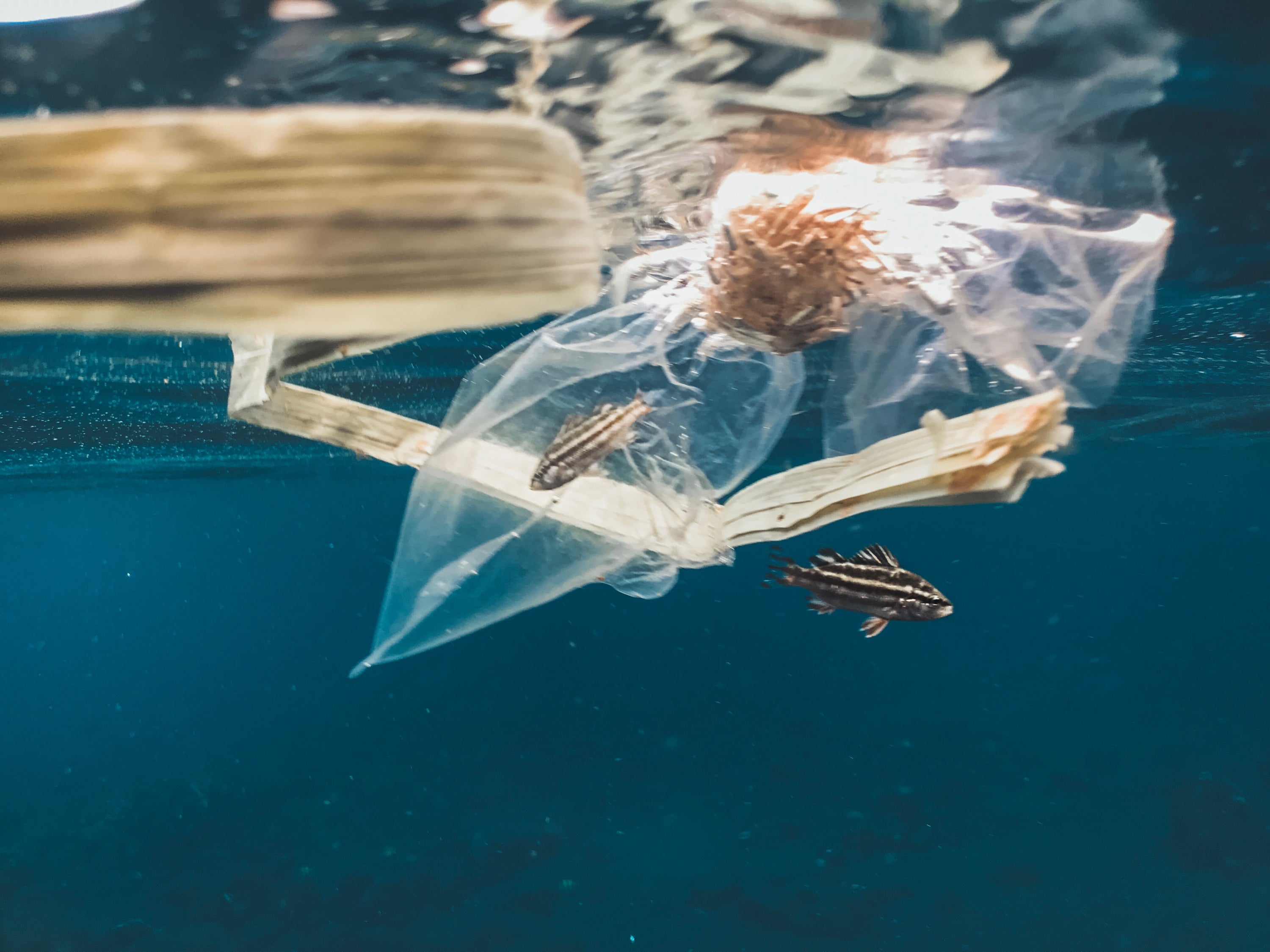 Breaking the Plastic Wave – Bower Collective